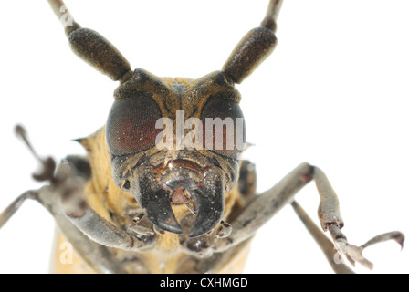 insect mulberry borer beetle (Apriona germarii) isolated in white ...