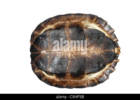 Asian leaf turtle (Cyclemys dentata Stock Photo - Alamy