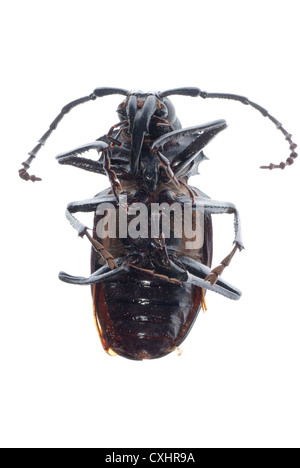 Orange and Black Long-horned Beetle (Batus barbicornis) Yasuni National ...