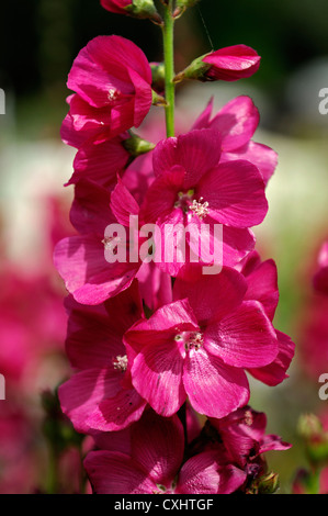 Sidalcea oregana Brilliant Prairie Mallow checker pink flower ...