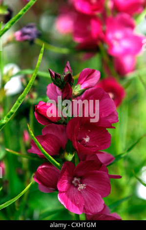 Sidalcea oregana Brilliant Prairie Mallow checker pink flower ...