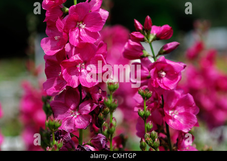 Sidalcea oregana Brilliant Prairie Mallow checker pink flower ...
