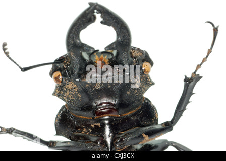 Rhinoceros beetle head, close up. Photographed in Borneo, Malaysia ...