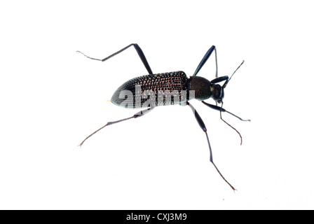 insect ground beetle (Carabus prodigus) isolated in white background ...
