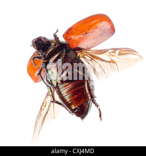 flying insect green beetle (Anomala cupripes) isolated on white ...