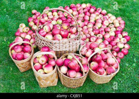 Sweet autumn real september red apples on grass lawn. Apples in baskets ...