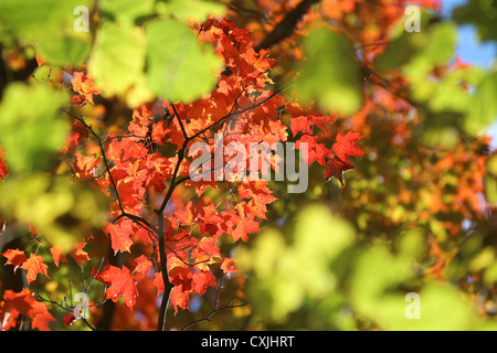 Red maple leaves on blurred background, Bright autumn concept. Rainy ...