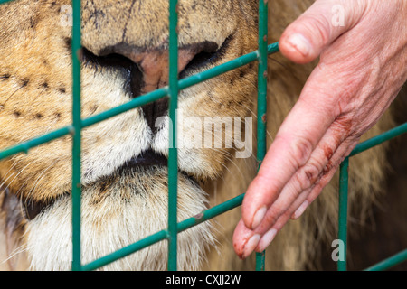 Lion (Panthera leo) with man's hand on paw, Tzaneen Lion and Predator ...