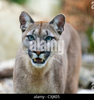 Puma,Puma concolor, Puma Stock Photo - Alamy