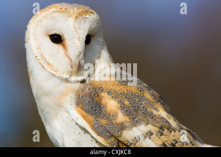 a very close up portrait of the eyes of a barn owl intensely staring ...