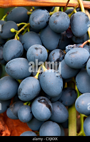 Bunch of beautiful purple blue grapes hanging on a vine plant on a vine ...