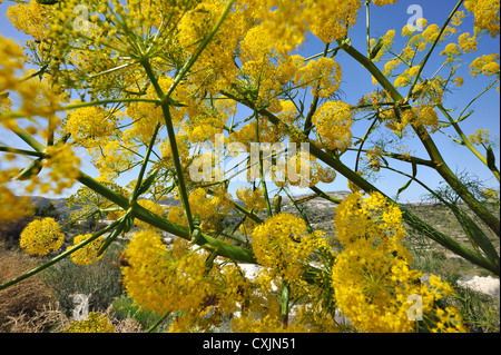 Giant Tangier Fennel Ferula Tingitana growing wild by the roadside in ...