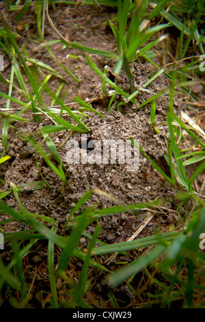 Anthill on the green grass close up Stock Photo - Alamy