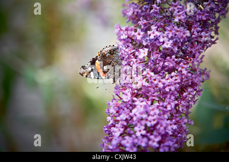 Buddleia davidii, Violet Lilac or Butterfly Bush blooming on a green ...