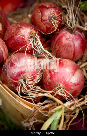 Fall harvest cornucopia. Basket with red apples in the garden. Copy ...