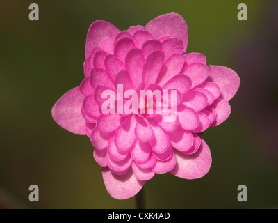 Liverleaf flowers border, hepatica nobilis, isolated on white ...