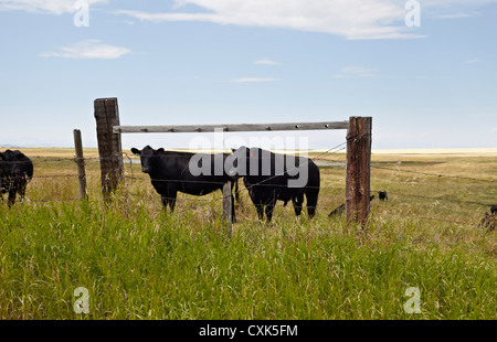 Farm fence line / cattle fencing off field. Mixes barbed wire & smooth ...