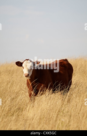 A scene of the cattle (Bos taurus) in the field near the fence with ...