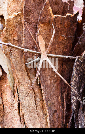 Female net-casting spider (Deinopis subrufa), also known as the Ogre ...