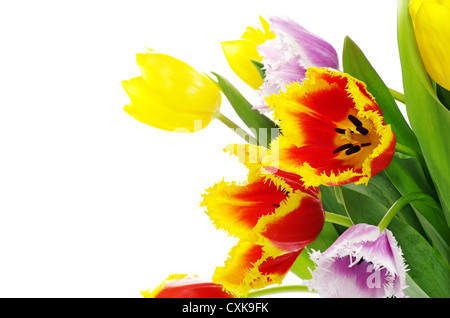 Fresh tulips background Stock Photo - Alamy