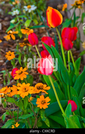 Pretty tulip flowers Stock Photo - Alamy