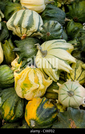 squash, ornamental gourd, crown of thorns, squashs, pumpkins Stock ...