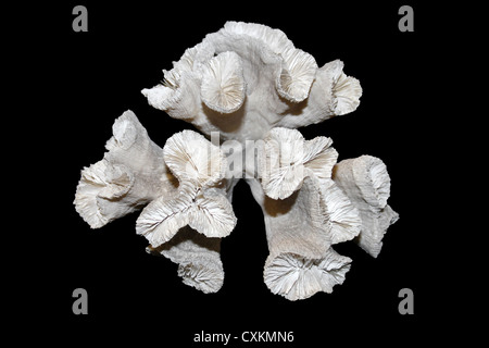Recent Coral - Caulastrea sp Stock Photo - Alamy