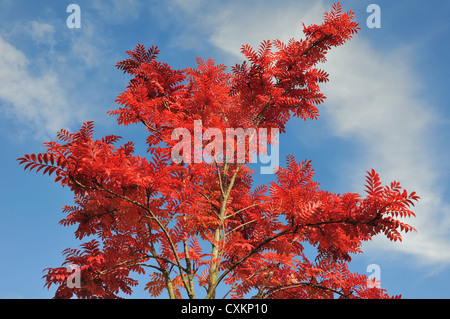 Spectacular scarlet colour of the Rowan tree, also Mountain Ash, Sorbus ...