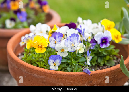 Small pansies or viola planted in clay pots in the springtime garden ...