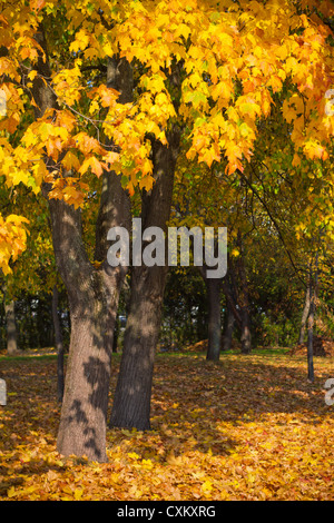 maple leaves and trees in park, autumn abstract background Stock Photo ...