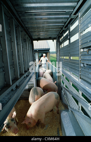 Domestic Pig, farmer loading pigs into trailer at market, Chelford ...