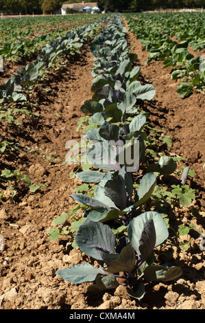 Plantation with cabbage on rows Stock Photo - Alamy