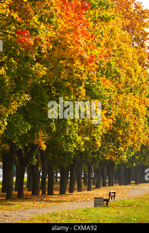 Yellow foliage of maple tree in autumn park "Oleksandriya" in Bila ...