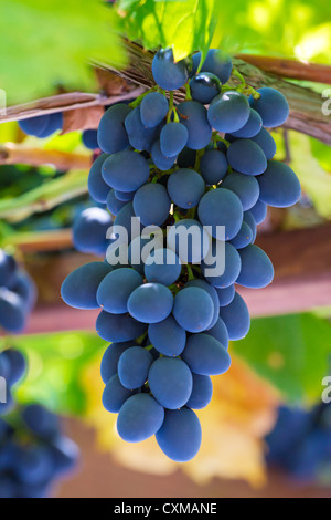 Fine bunch of blue grapes Stock Photo - Alamy