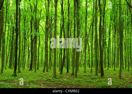 green forest background in a sunny Stock Photo - Alamy