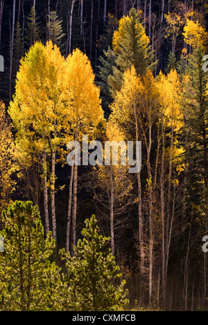 Vail Colorado ski resort colorful autumn fall aspen tree yellow fallen ...