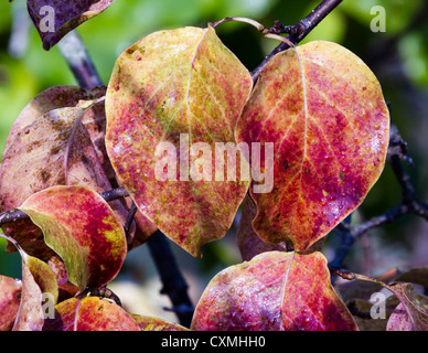 Close-up of red and gold dogwood autumn leaves with dewdrops Stock ...