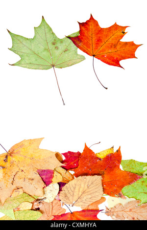 two maple and many dead leaves isolated on white background Stock Photo ...