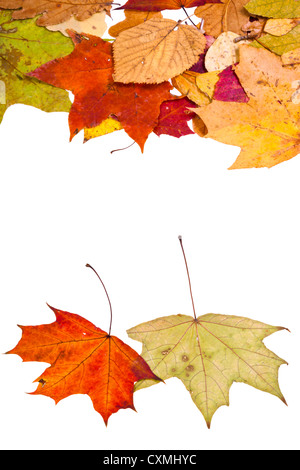 two maple and many loose leaves isolated on white background Stock ...