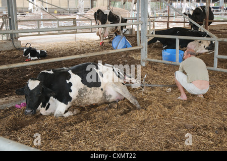 COW CALVING WITH THE FARMER'S HELP AND BIRTH OF HER CALF, CATTLE FARM ...