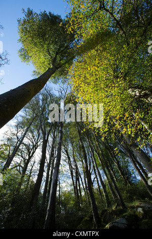 Cornish Woodland in early October Stock Photo - Alamy