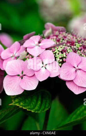 Purple Hydrangea flower Hydrangea macrophylla in a garden Stock Photo ...