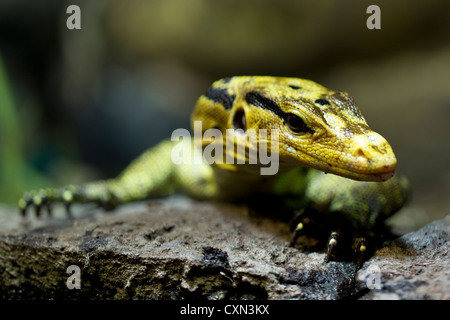 Yellow-headed Water Monitor (Varanus cumingi), or the Philippine Water ...