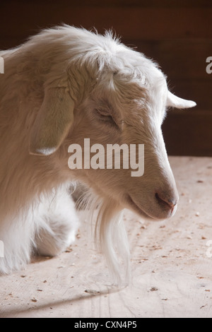Goat, Portland Zoo, Portland, Oregon, USA Stock Photo - Alamy
