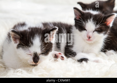 Small cute kittens on carpet Stock Photo - Alamy