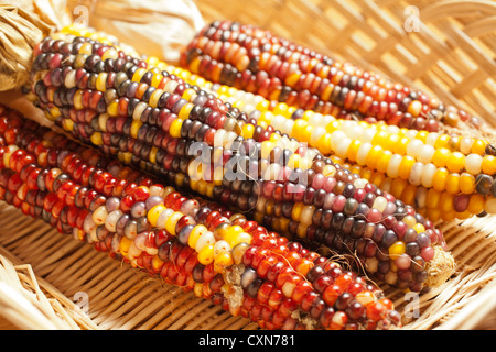 Dried Multicolor Corn, Sometimes called "Indian Corn Stock Photo - Alamy