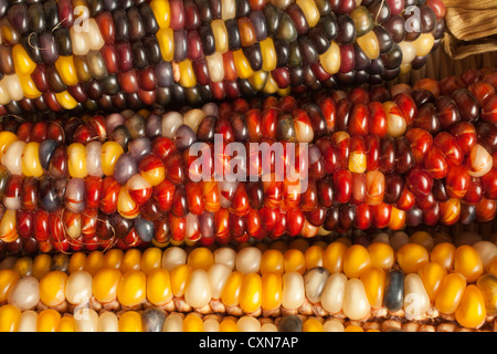 Dried Multicolor Corn, Sometimes called "Indian Corn Stock Photo - Alamy