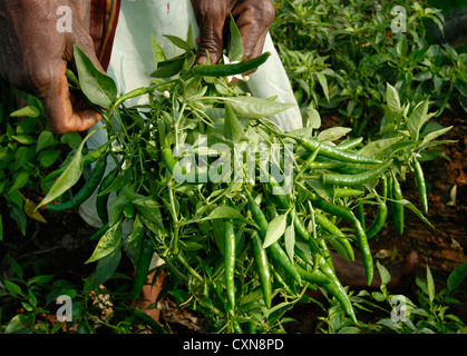 Green Chilli Farm in Oddanchatram Ottanchathiram Tamil Nadu India Stock ...