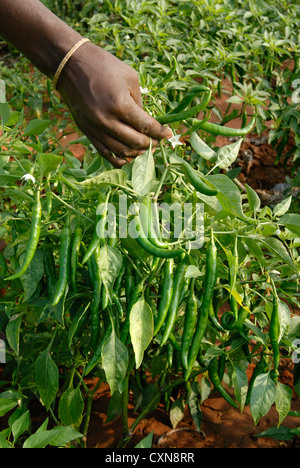 Green Chilli Farm in Oddanchatram Ottanchathiram Tamil Nadu India Stock ...