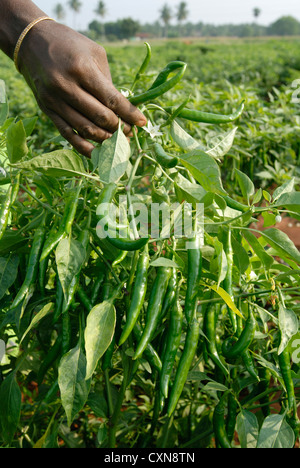 Green Chilli Farm in Oddanchatram Ottanchathiram Tamil Nadu India Stock ...